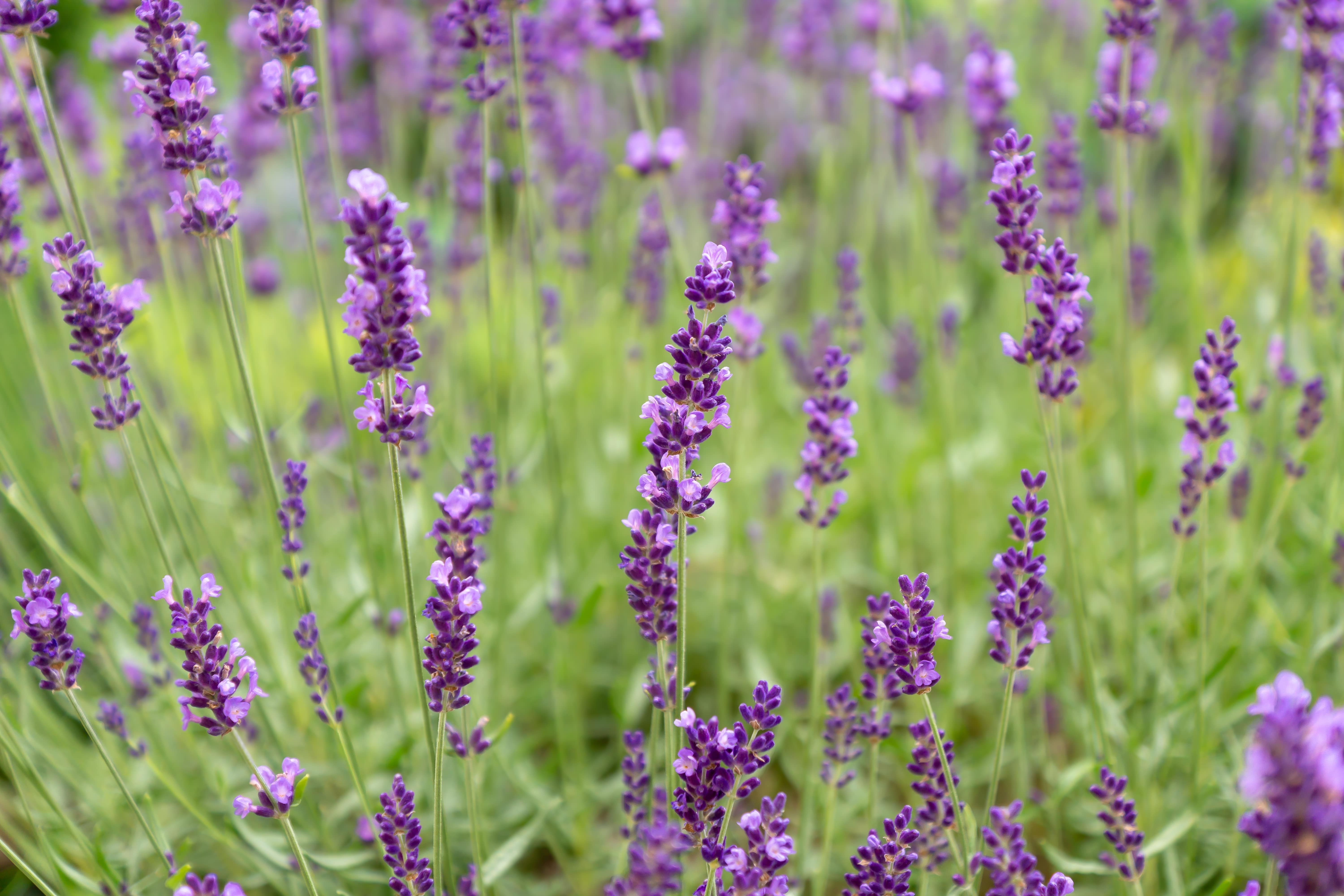 Lavender Flower Meaning & Symbolism | Bouqs Blog