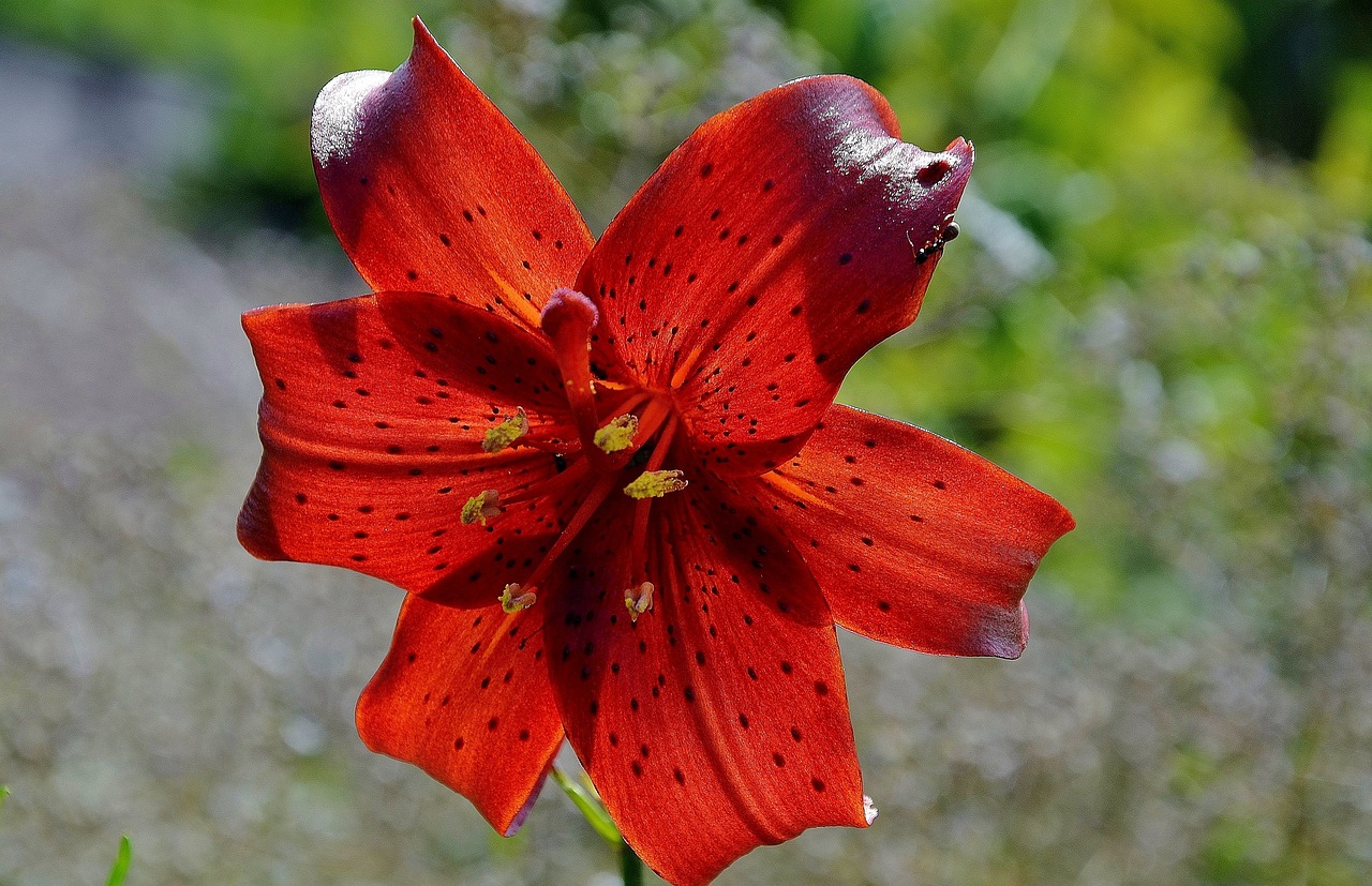 28 Varieties of Red Flowers: Images & Info | Bouqs Blog