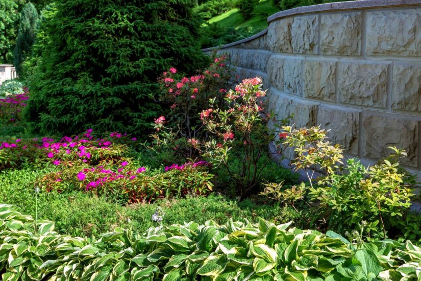 25 Best Landscaping Plants for Your Yard | Bouqs Blog
