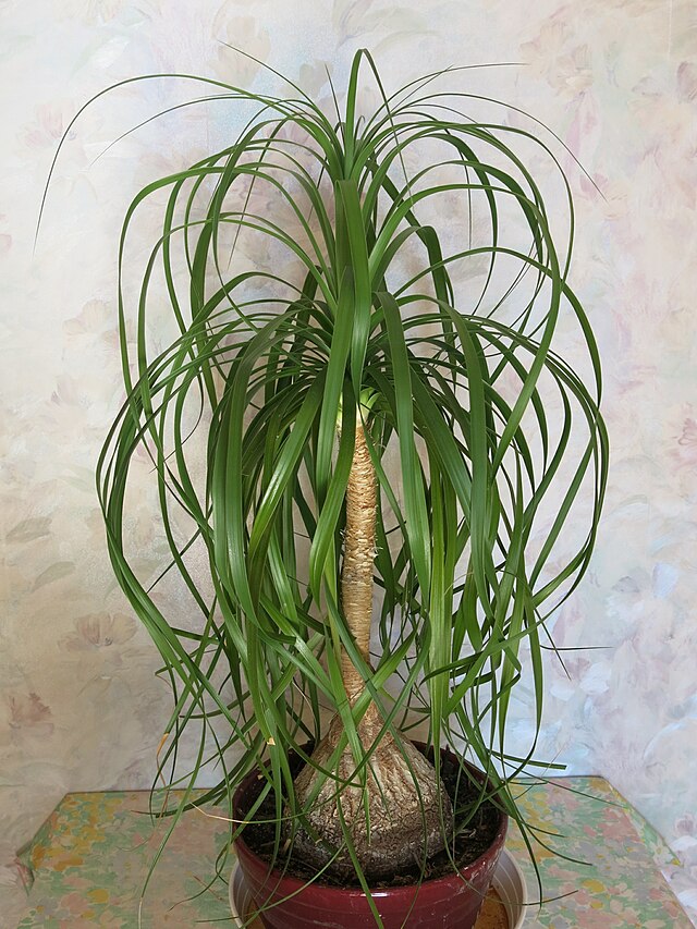 Dog-Safe Plants: Non-Toxic Plants for Dogs | Bouqs Blog