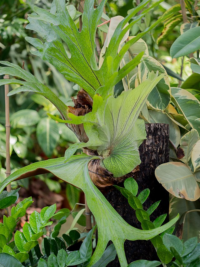 Cat-Safe Plants: Non-Toxic Plants for Cats | Bouqs Blog