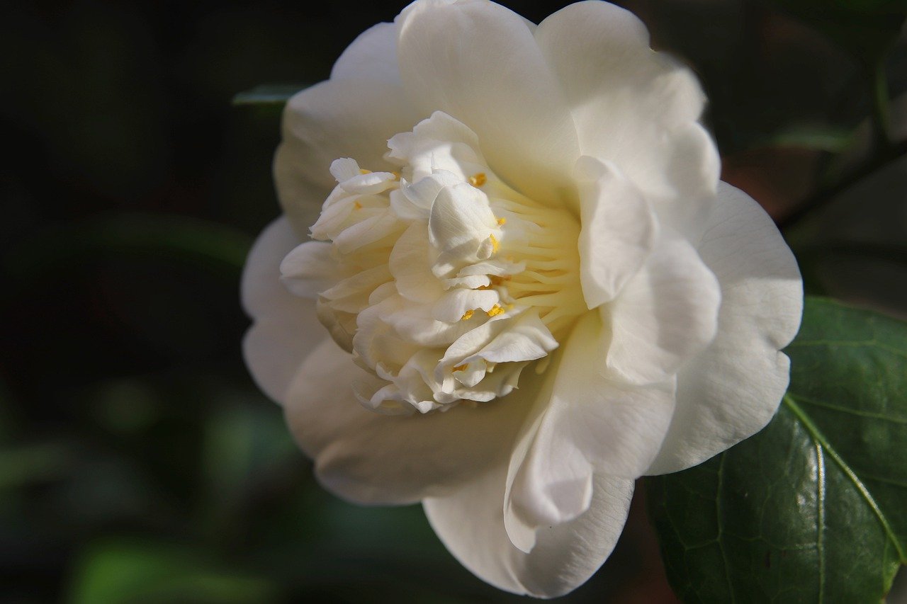 25 Flowers in Mythology: Meanings & Symbols | Bouqs Blog