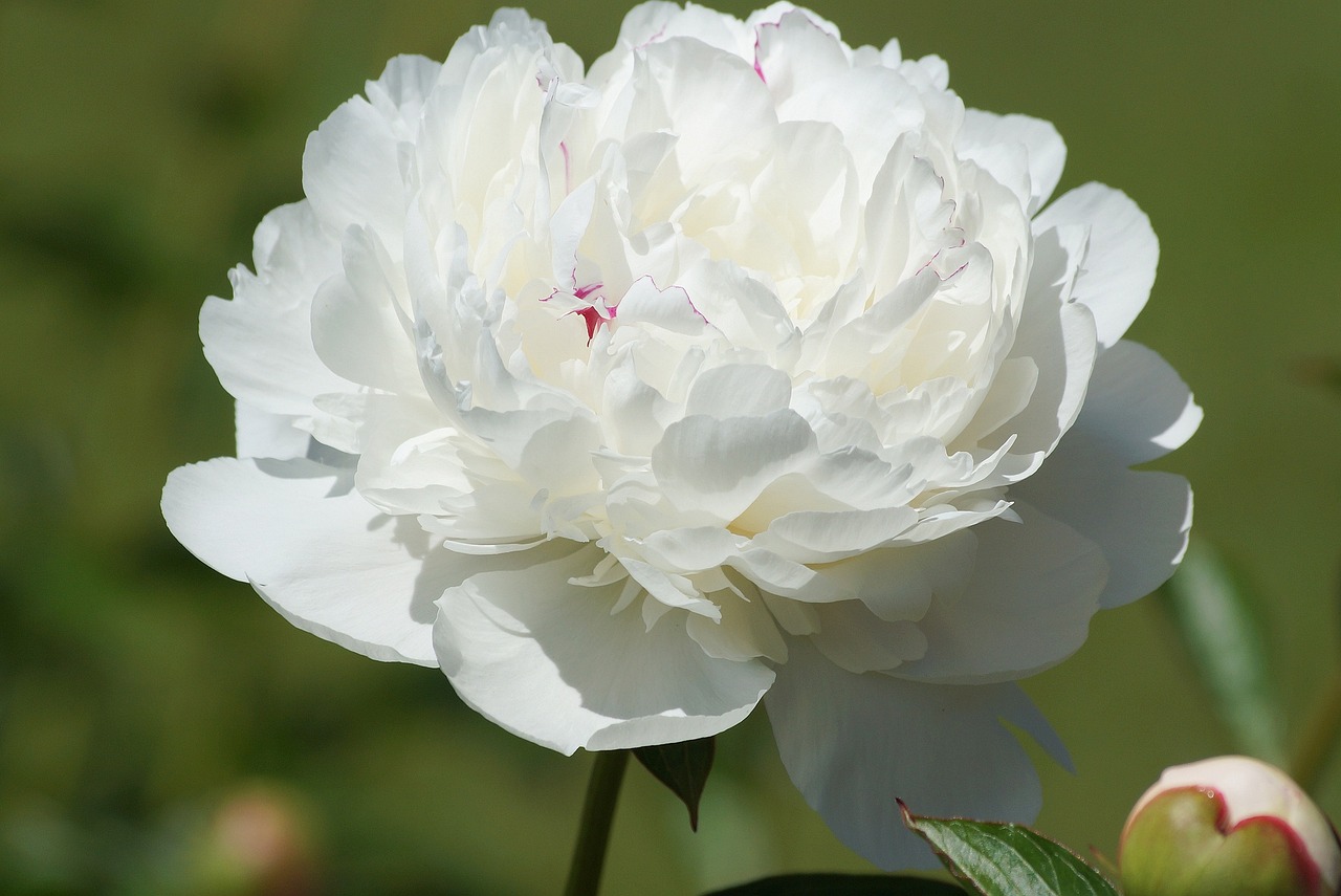 20 Varieties of White Flowers: Types & Images | Bouqs Blog