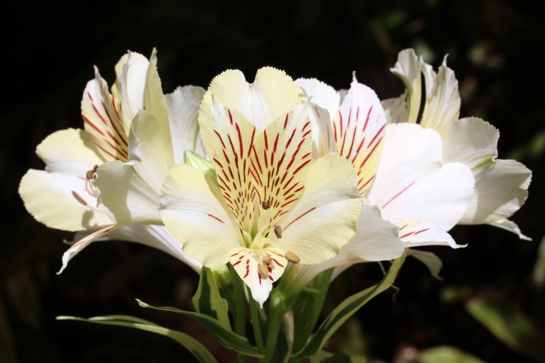 20 Varieties of White Flowers: Types & Images | Bouqs Blog