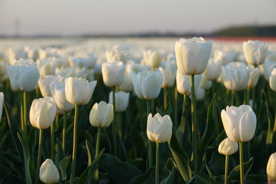 7 Best Apology Flowers to Say "I'm Sorry" | Bouqs Blog