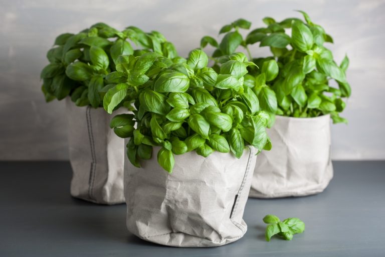 Basil Plant Care Guide: Water, Light & More | Bouqs Blog