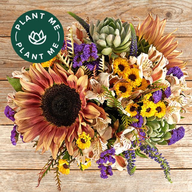 Novelty Sunflower with a Succulent and Micro Chrysanthemum - The Bouqs Co.