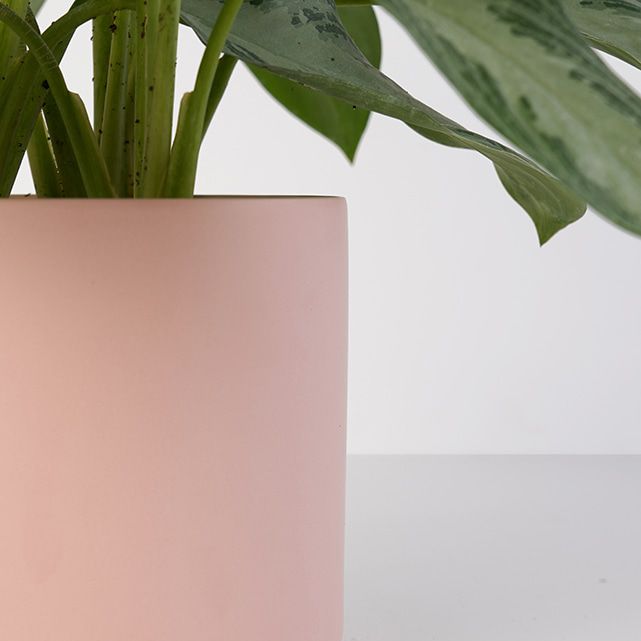 Aglaonema Silver Bay with Blush Planter - The Bouqs Co.