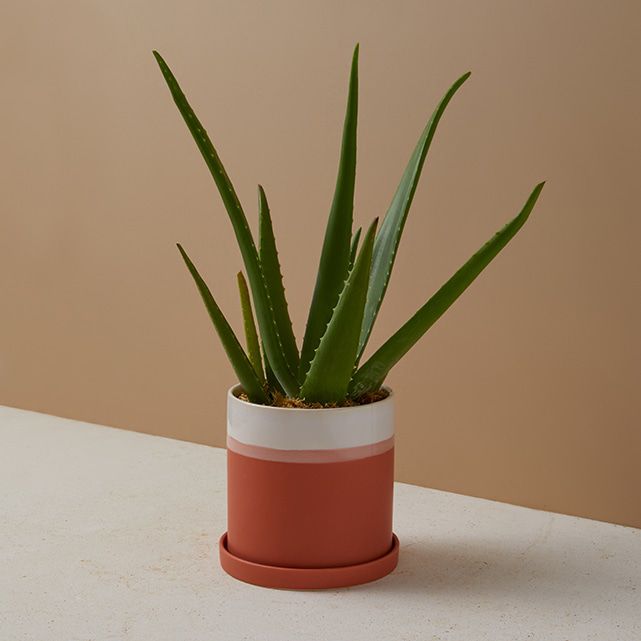 Aloe Vera Plant in a Ceramic Pot - The Bouqs Co.