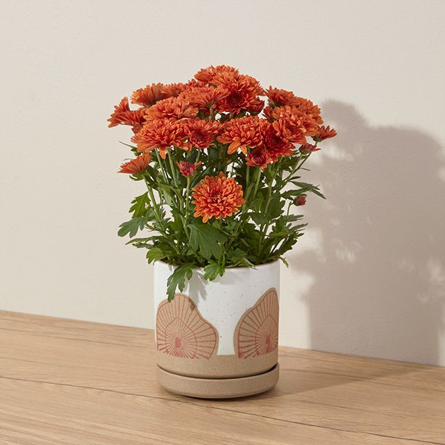 Potted Bronze Mum Plant - The Bouqs Co.