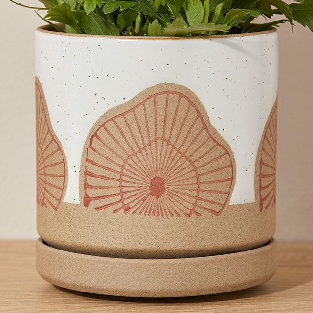 Potted Bronze Mum Plant - The Bouqs Co.