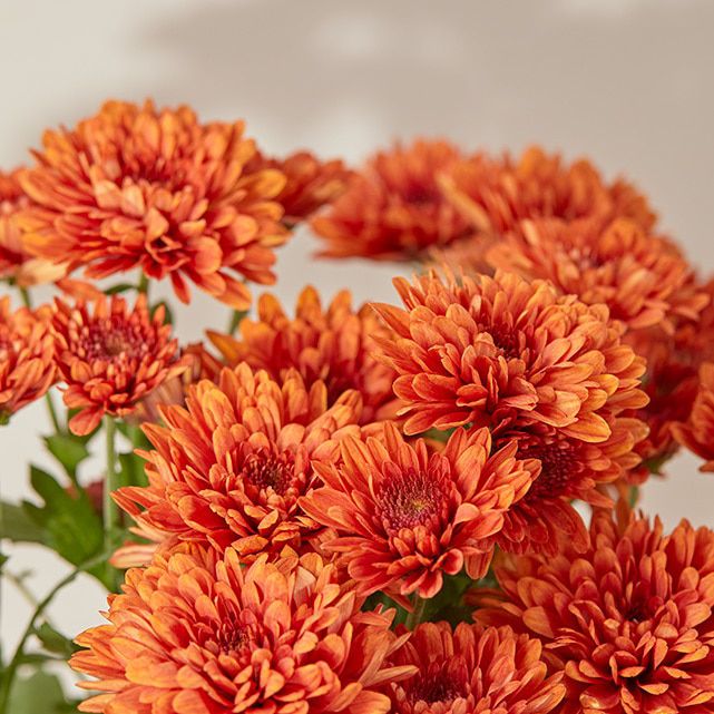 Potted Bronze Mum Plant - The Bouqs Co.