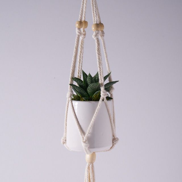 Hanging Macrame Succulent Plant - The Bouqs Co.