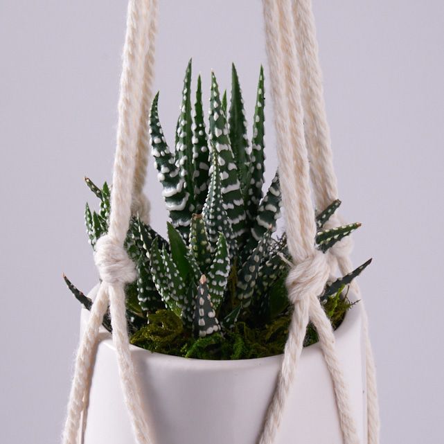 Hanging Macrame Succulent Plant - The Bouqs Co.