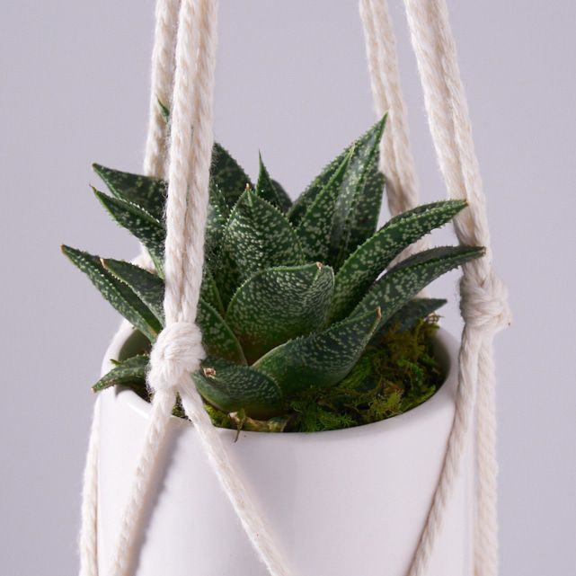 Hanging Macrame Succulent Plant - The Bouqs Co.