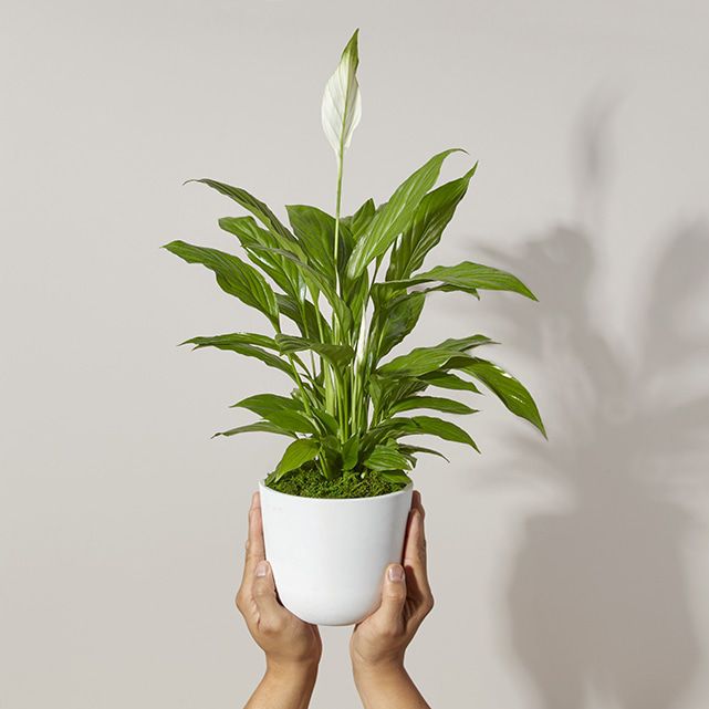 Potted Peace Lily Plant - The Bouqs Co.
