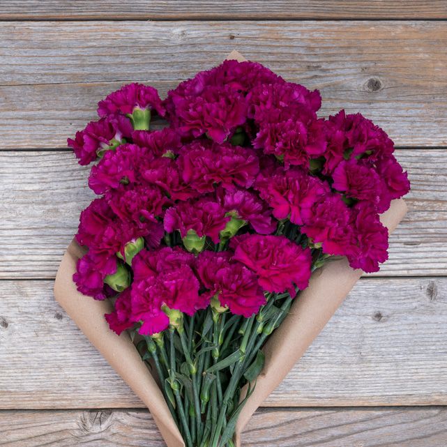 Magenta Carnation Floral Arrangement - The Bouqs Co.