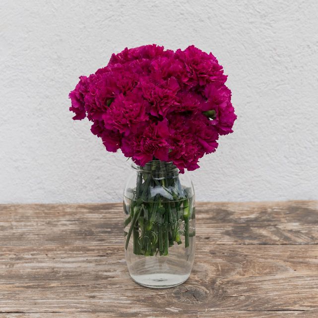 Magenta Carnation Floral Arrangement - The Bouqs Co.