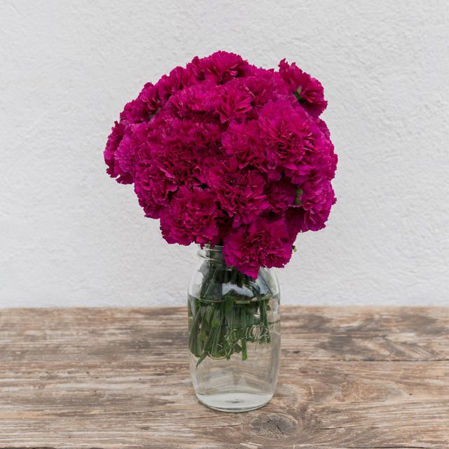 Magenta Carnation Floral Arrangement - The Bouqs Co.