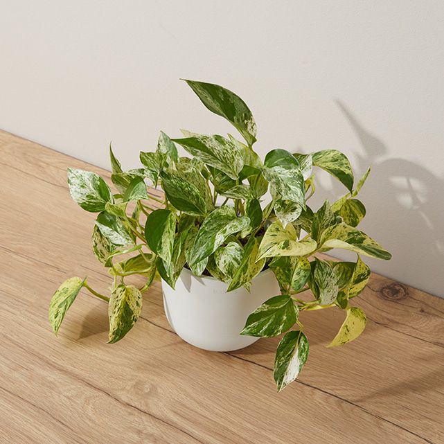 Marble Queen Pothos in White Ecopot - The Bouqs Co.