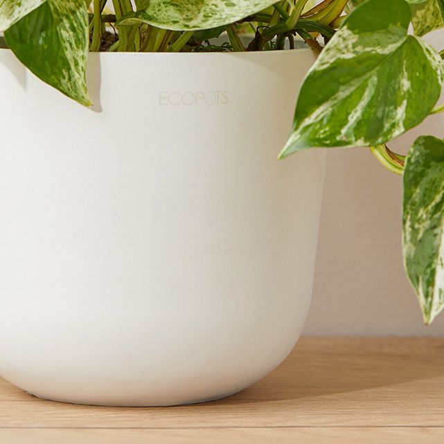 Marble Queen Pothos in White Ecopot - The Bouqs Co.