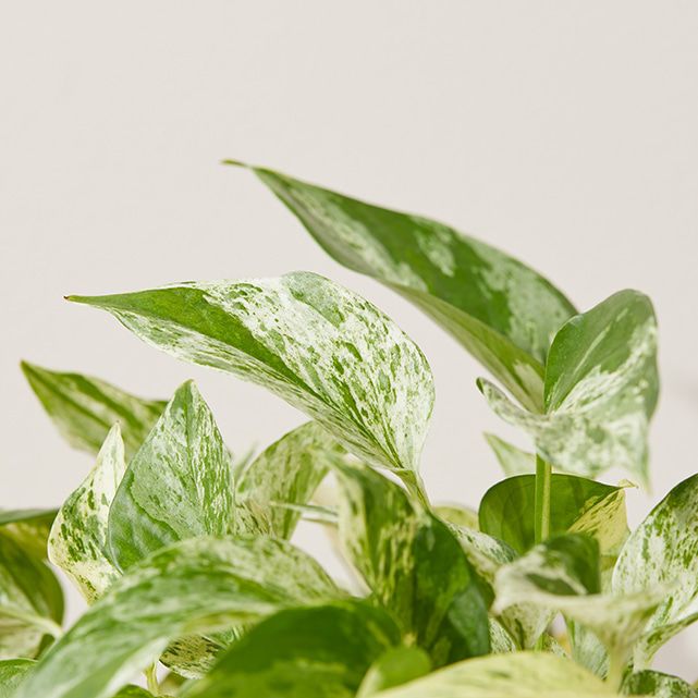 Marble Queen Pothos in White Ecopot - The Bouqs Co.