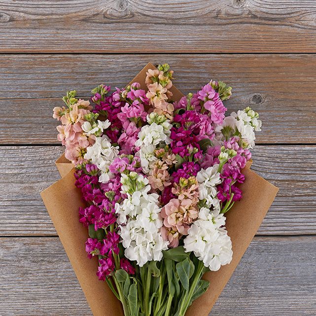 Purple, Pink & White Assorted Matthiolas - The Bouqs Co.