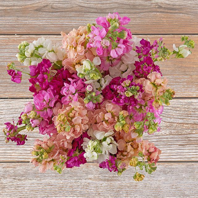 Purple, Pink & White Assorted Matthiolas - The Bouqs Co.