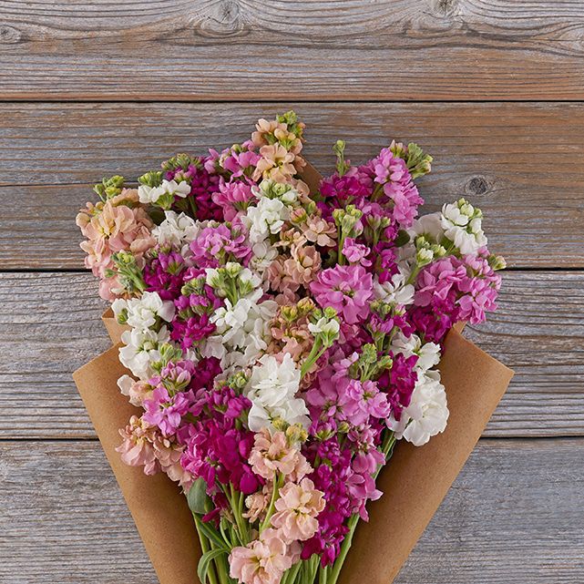 Purple, Pink & White Assorted Matthiolas - The Bouqs Co.