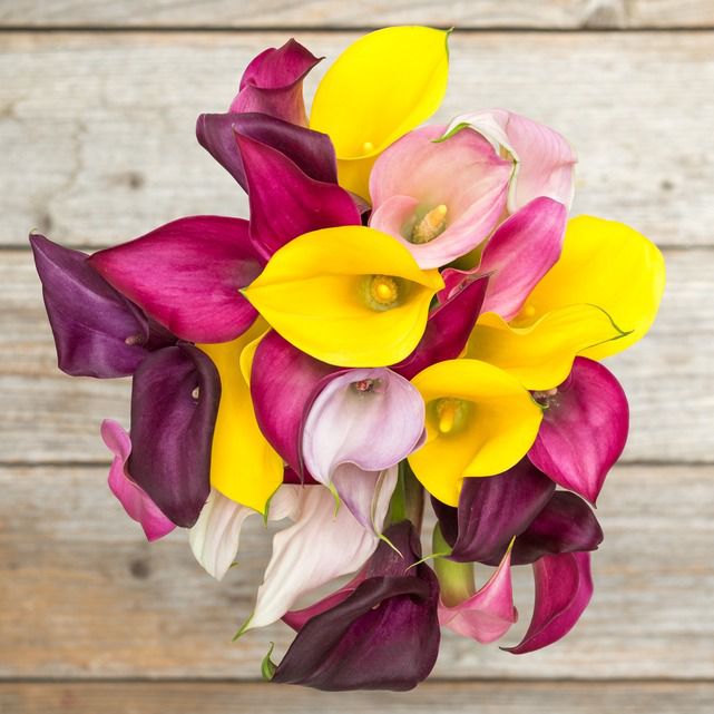 Assorted Mini Calla Lily Floral Arrangement - The Bouqs Co.