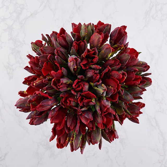 Bouquet of Dark Red Parrot Tulips - The Bouqs Co.