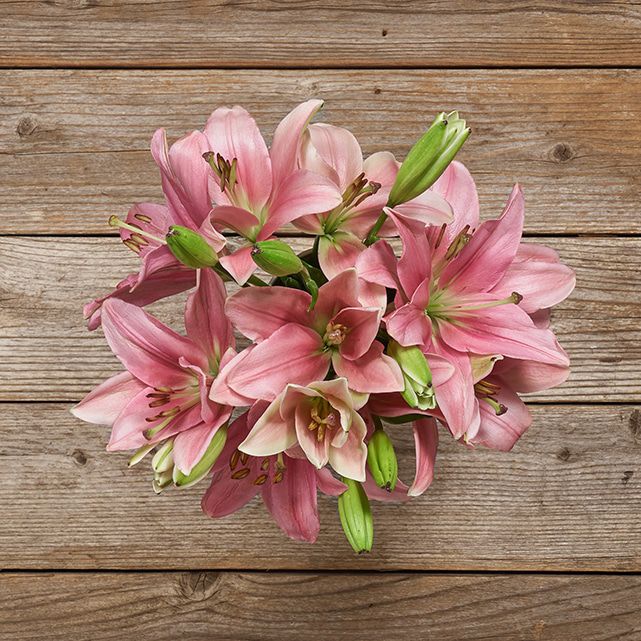 Pink Asiatic Lily Flowers - The Bouqs Co.