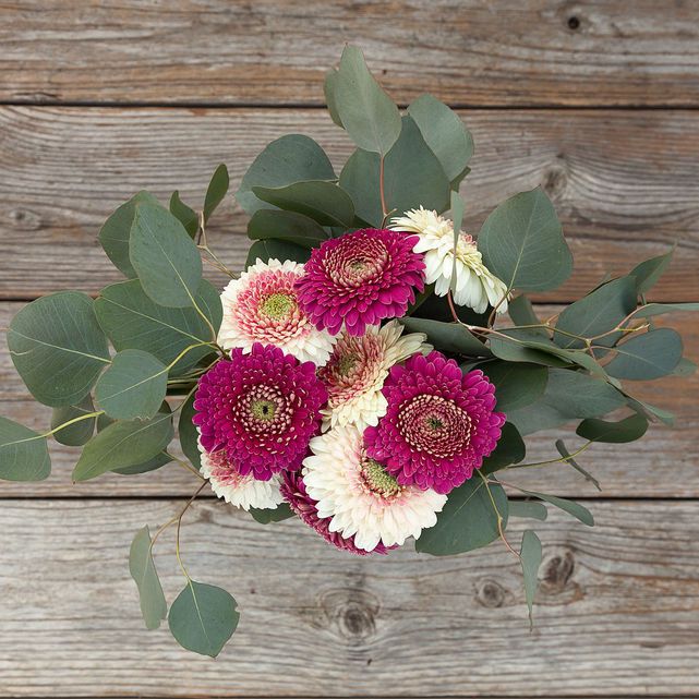 Pink & White Pomponi Daisy Flowers - The Bouqs Co.