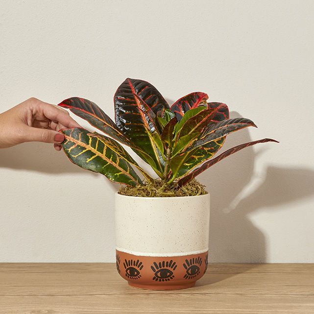 Potted Croton Plant - The Bouqs Co.