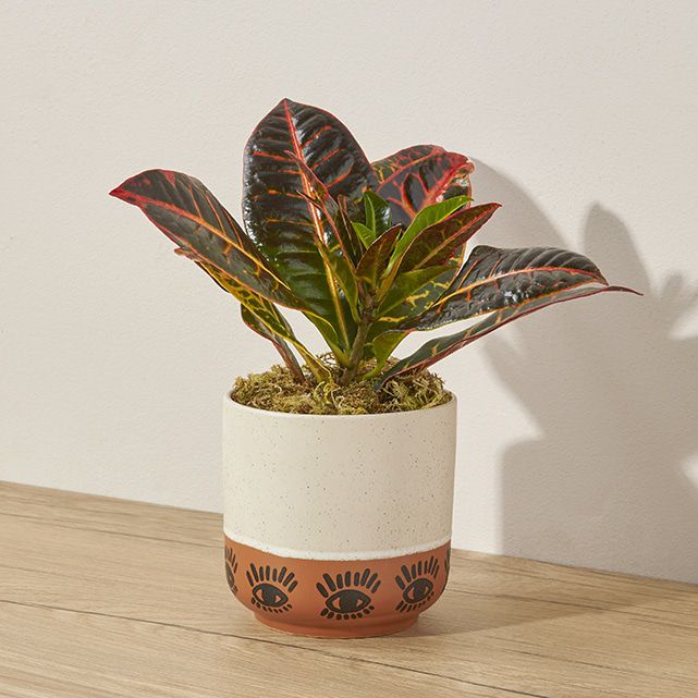 Potted Croton Plant - The Bouqs Co.