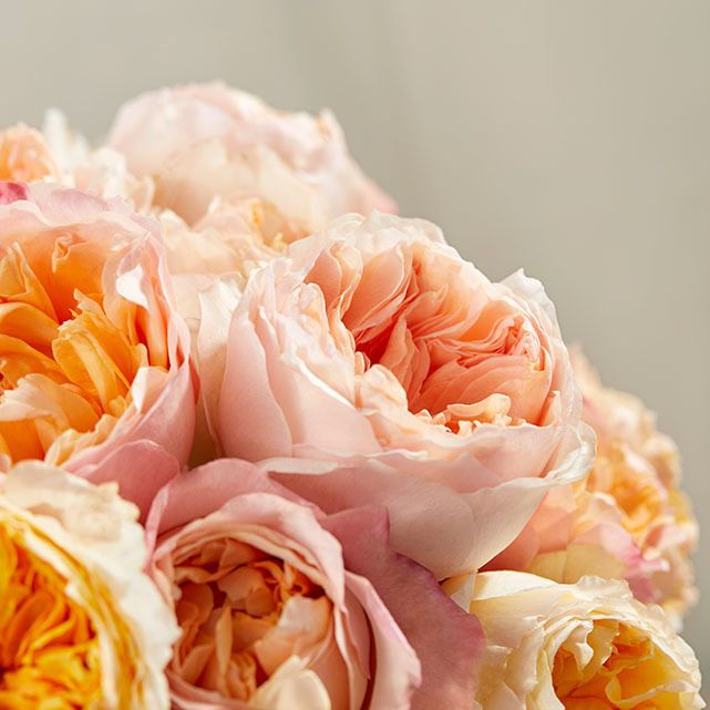 Garden Roses in shades of Yellow and Peach - The Bouqs Co.
