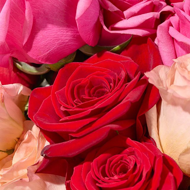 Beautiful Bouquet of Red and Pink Roses - The Bouqs Co.