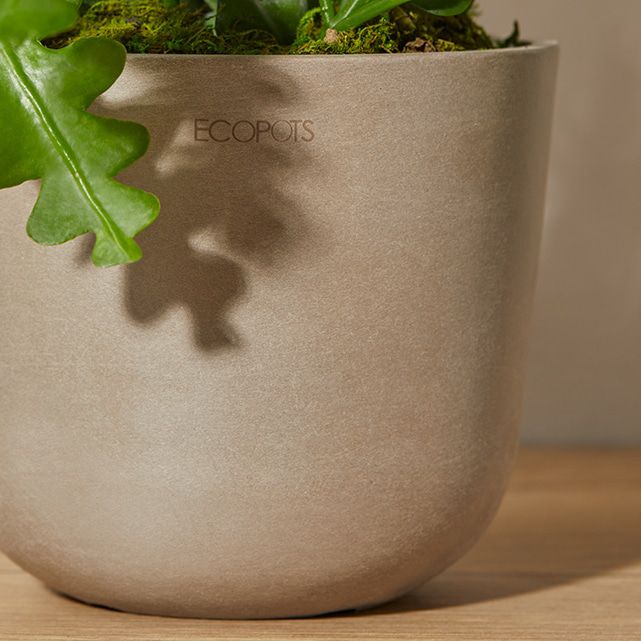 Ric Rac Cactus in Taupe Pot - The Bouqs Co.