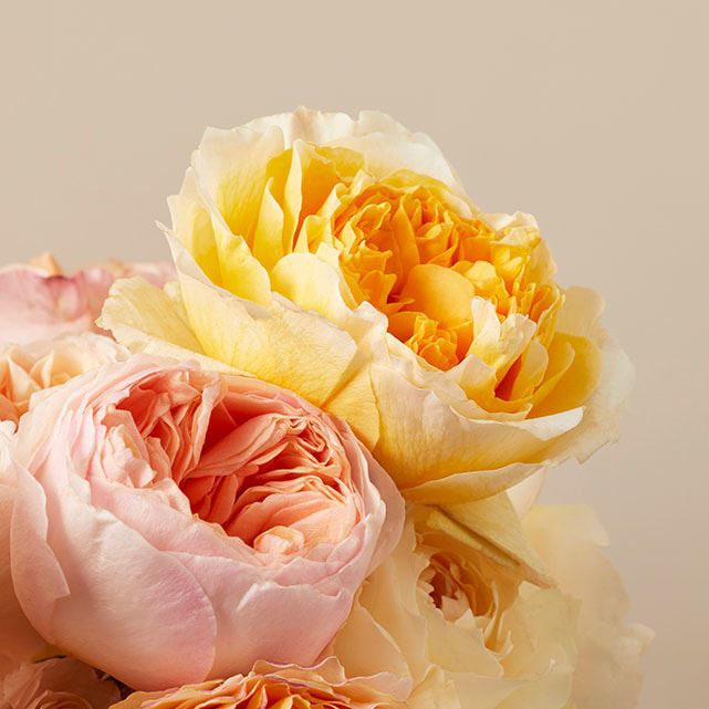 Garden Roses in shades of Yellow and Peach - The Bouqs Co.